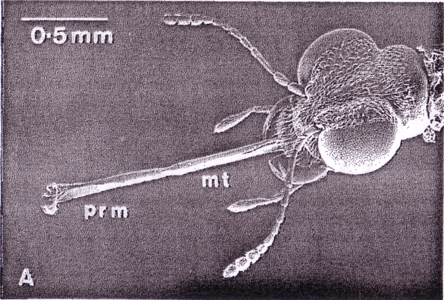 Ravenous rove beetles - Dr. Ross Piper