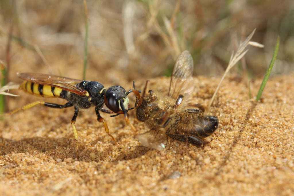 Philanthus triangulum 5_Sandy - Dr. Ross Piper