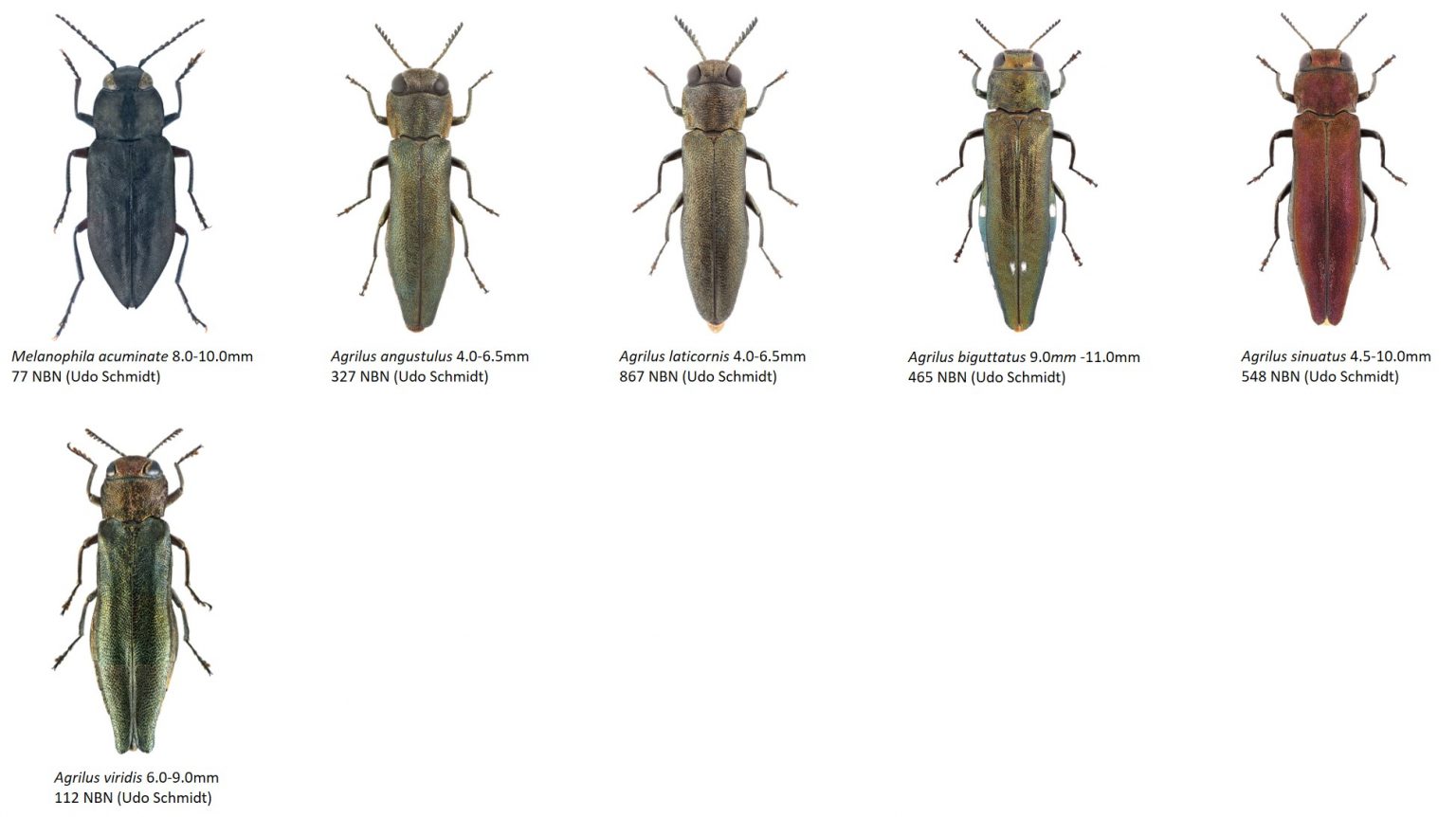 29_Buprestidae-1 - Dr. Ross Piper