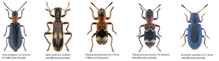 Cleridae - Dr. Ross Piper
