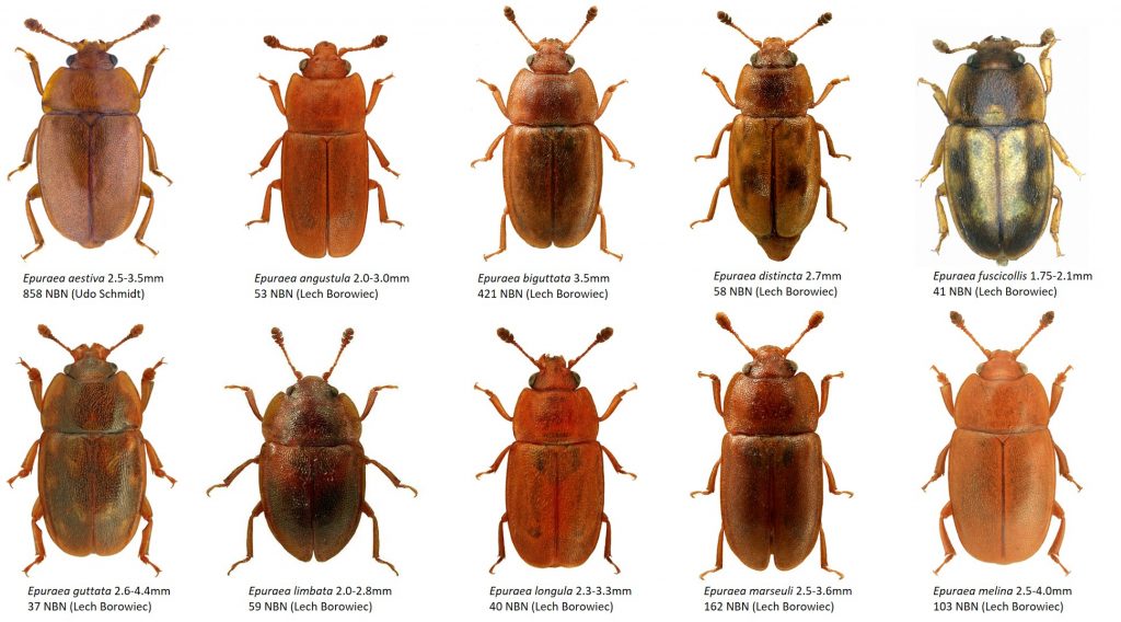Beetle Identification Guide